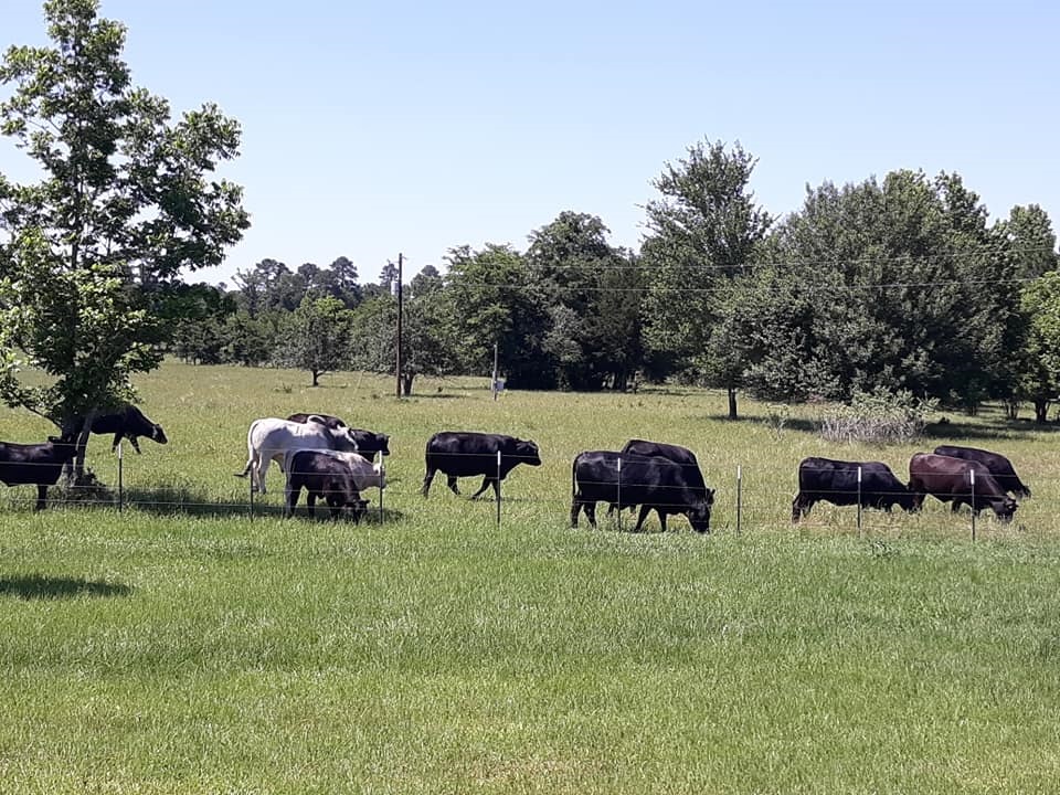 The Growing Herd – The Wheeler's Country Road